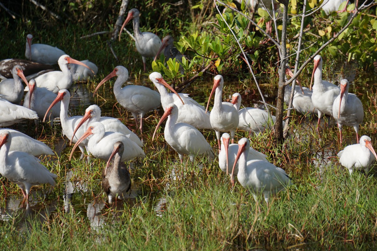 Bird Fever – Naseem's Blog